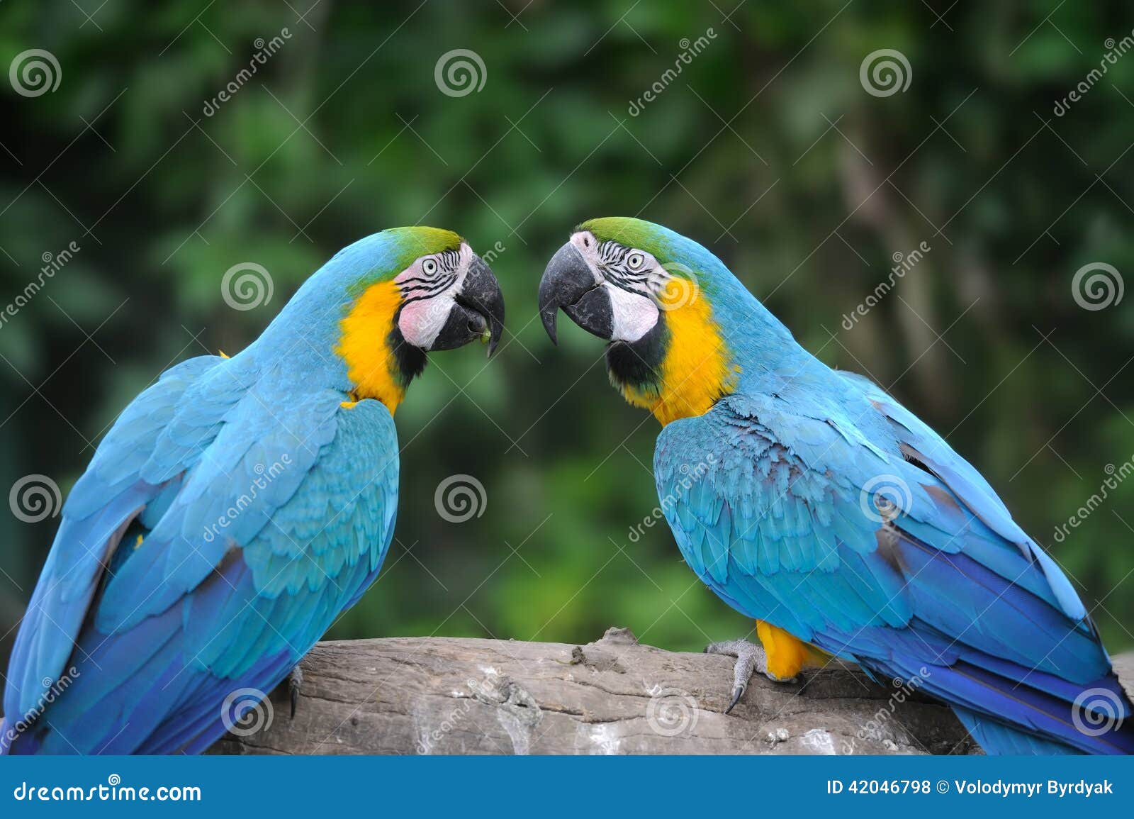 Parrot bird (Severe Macaw) stock photo. Image of beak - 42046798