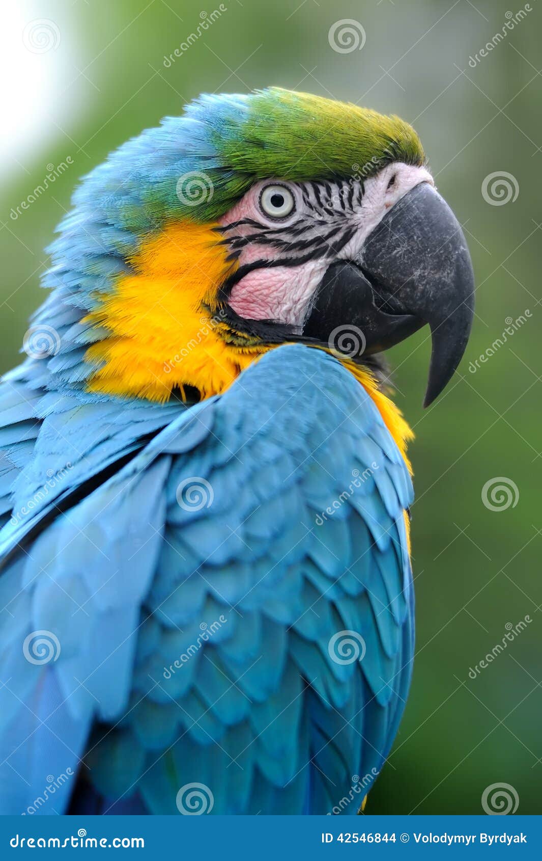 Parrot bird (Severe Macaw) stock photo. Image of portrait - 42546844