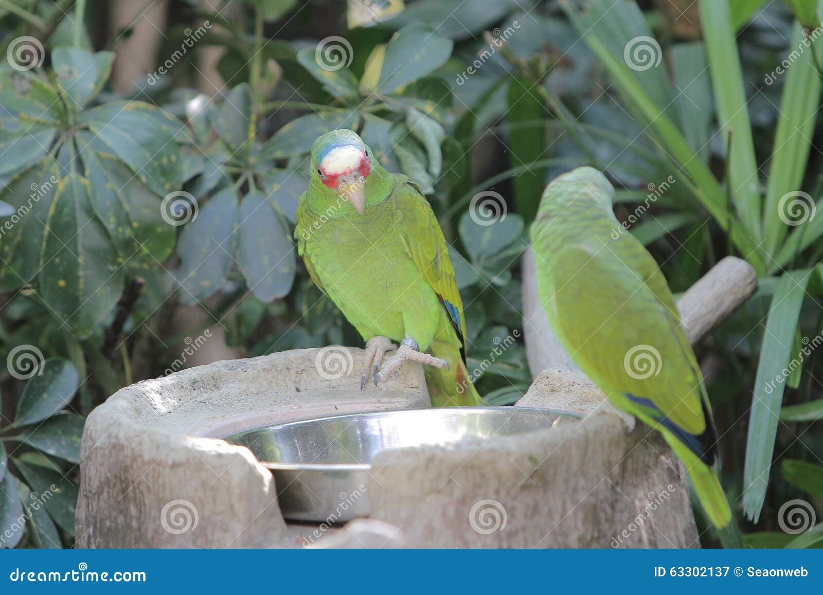 Parrot Bird Sitting on the Perch Stock Image - Image of nature, perch ...