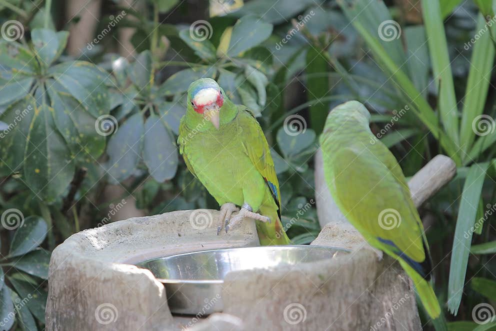Parrot Bird Sitting on the Perch Stock Image - Image of nature, perch ...