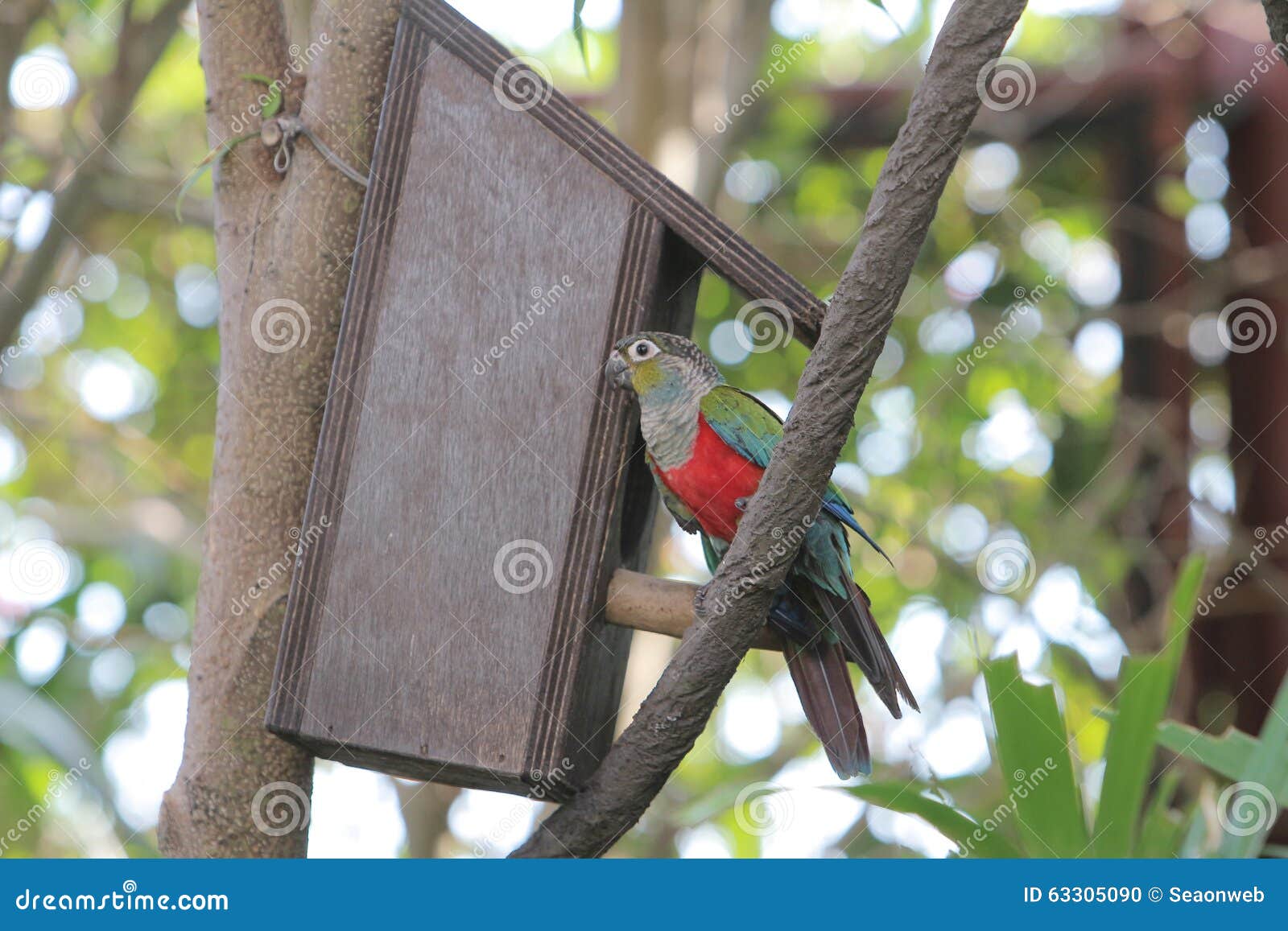 Parrot Bird Sitting on the Perch Stock Photo - Image of couple ...