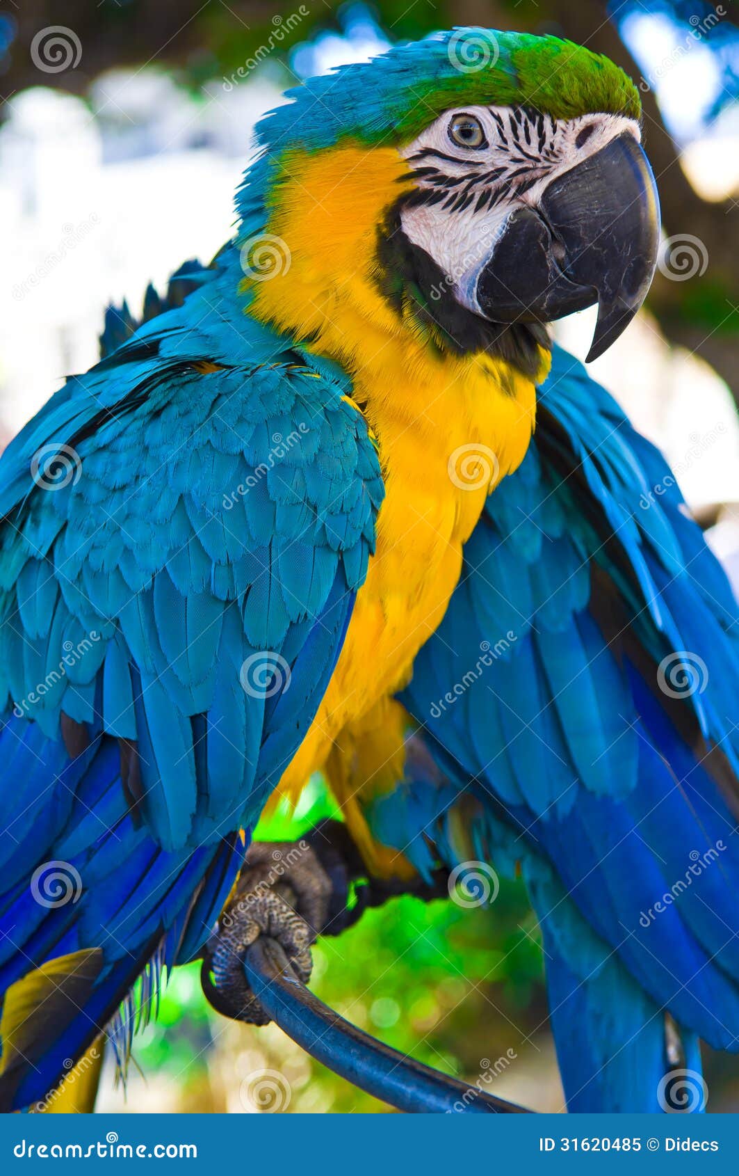 Parrot Bird Sitting on the Perch Stock Image - Image of natural, fauna ...
