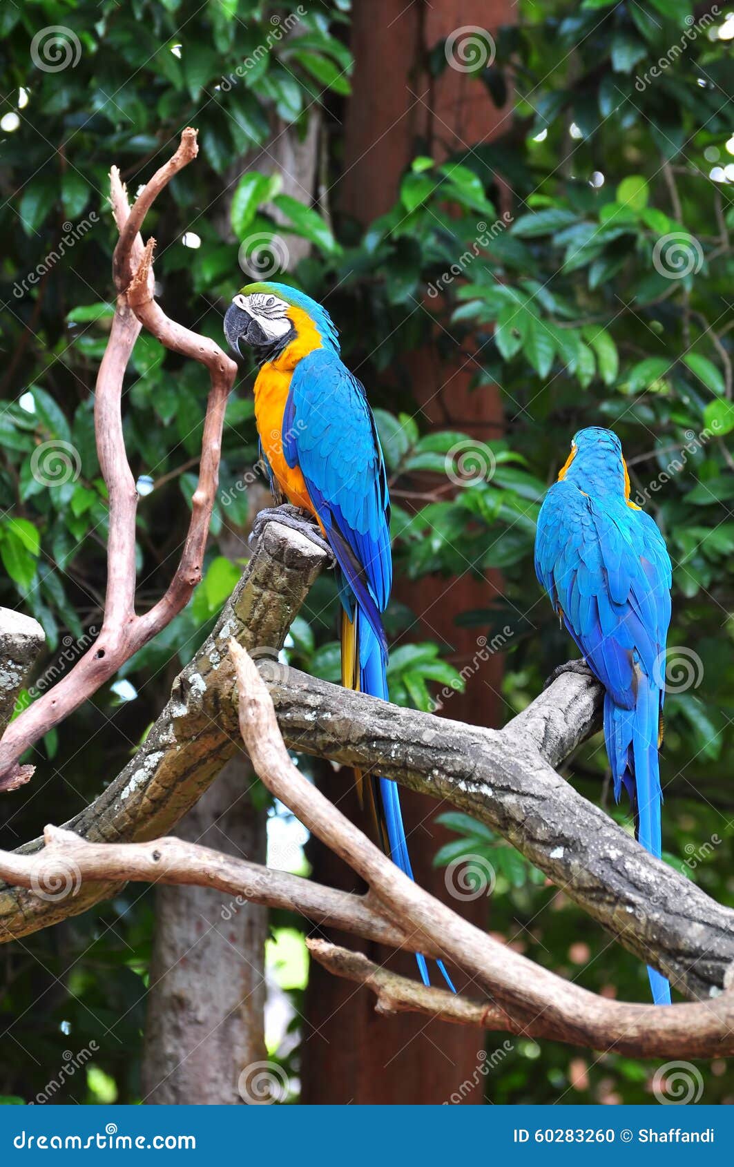 Parrot Bird Sitting on the Perch Stock Photo - Image of funny, animal ...