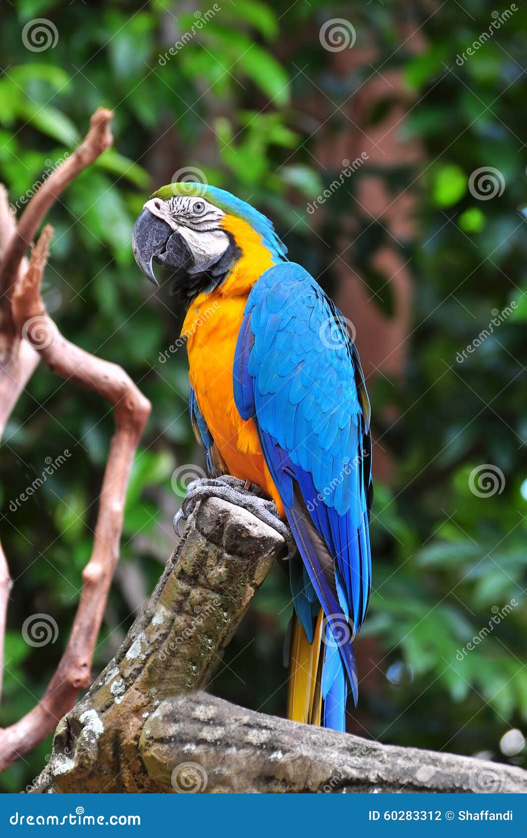 Parrot Bird Sitting on the Perch Stock Photo - Image of isolated, macaw ...