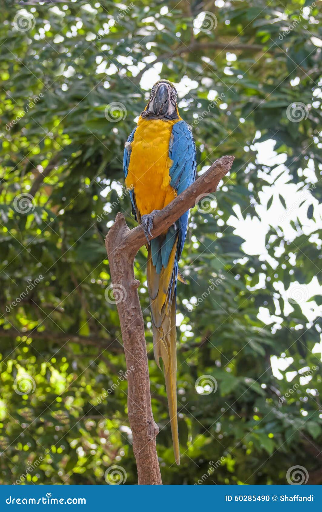 Parrot Bird Sitting on the Perch Stock Photo - Image of avian, green ...