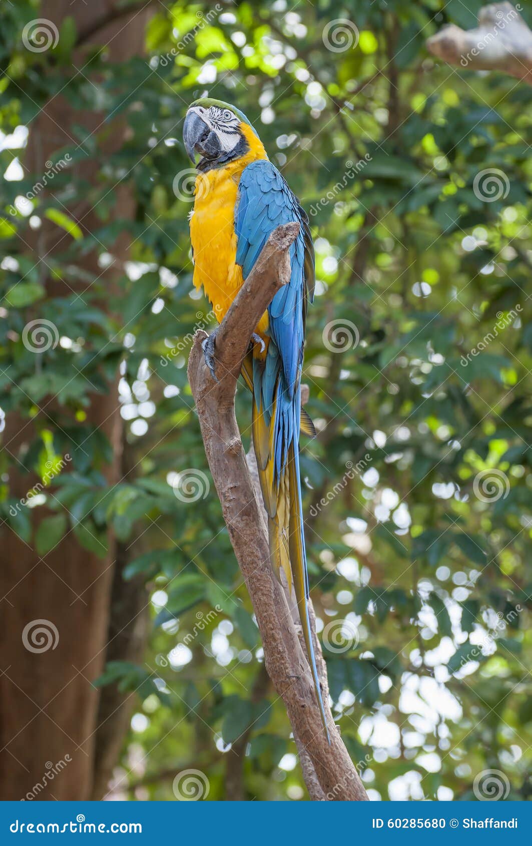 Parrot Bird Sitting on the Perch Stock Photo - Image of feather ...