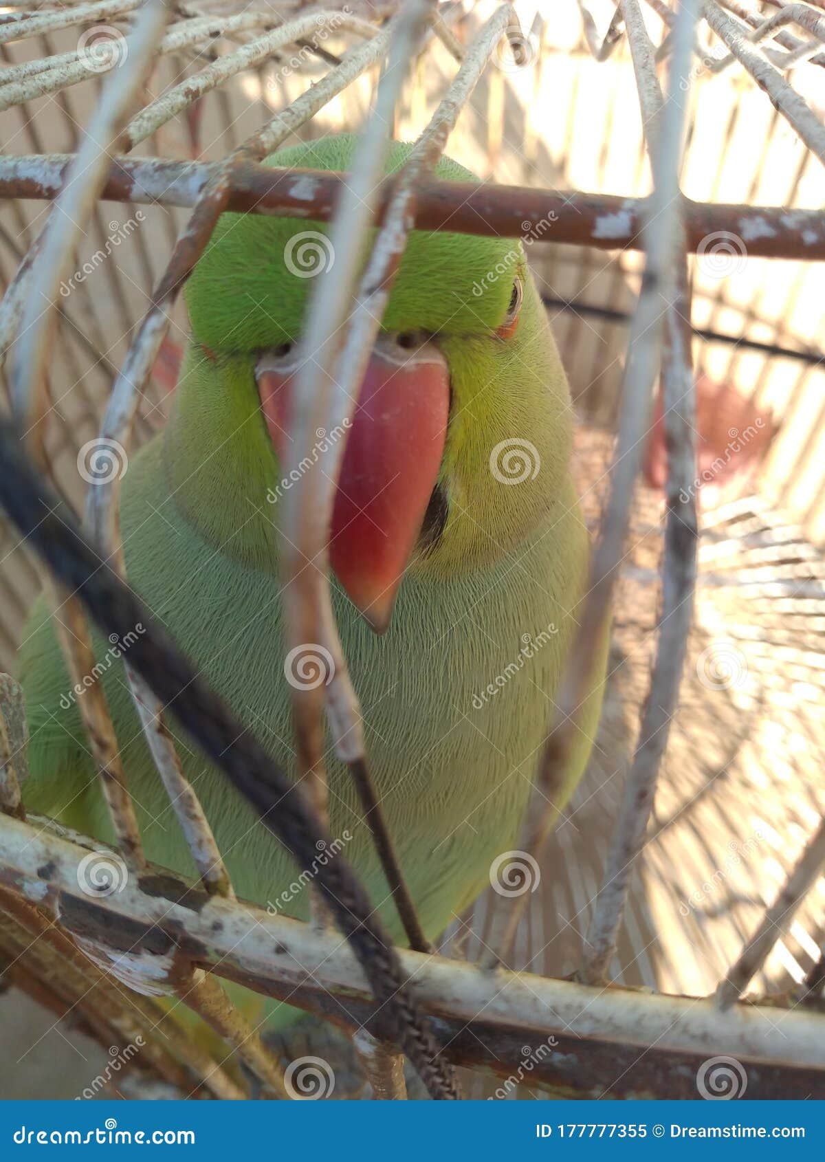 Parrot bird are very sweet stock image. Image of hindu - 177777355
