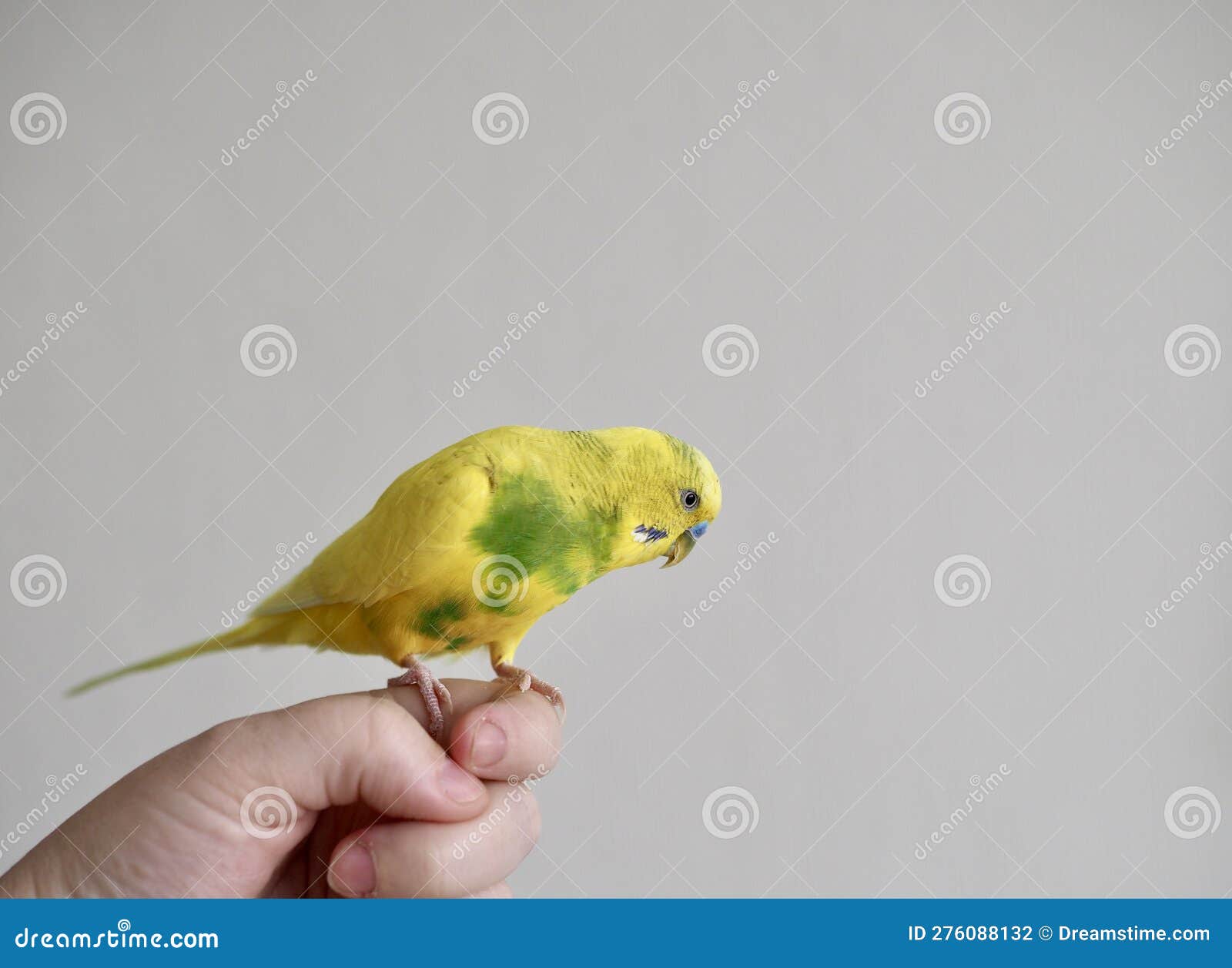 The Parrot Bird is a Yellow Pet Sitting on the Arm Stock Photo - Image ...