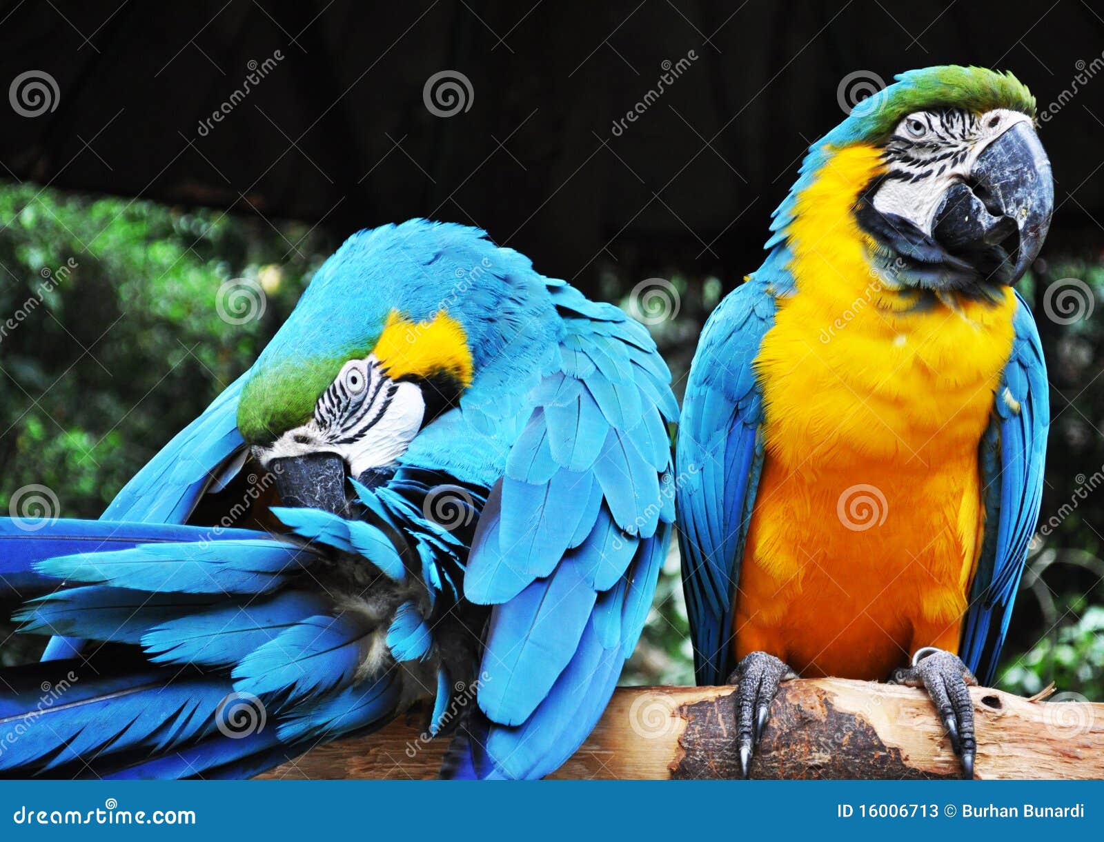 Parrot birds stock image. Image of java, animals, wild - 16006713