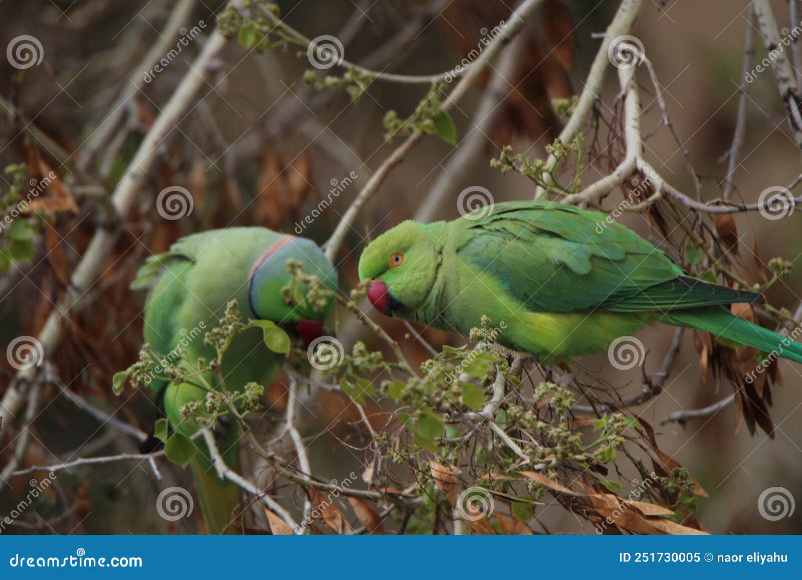 Parrot Birds on Beautiful and Large Trees Stock Image - Image of trees ...