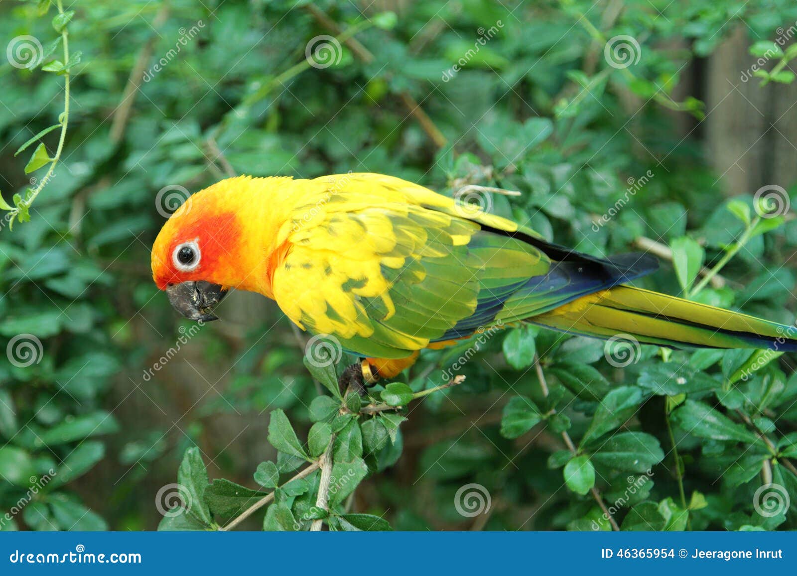Parrot Birds Stock Image | CartoonDealer.com #178527847