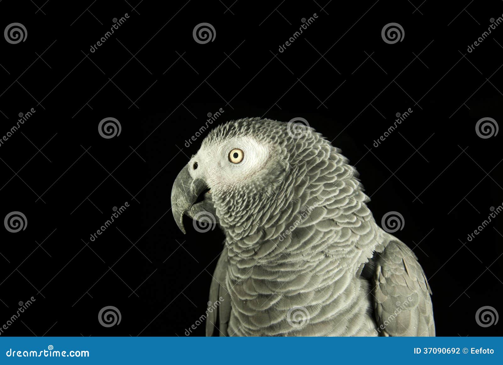 Parrot On Black Stock Photo | CartoonDealer.com #37090692