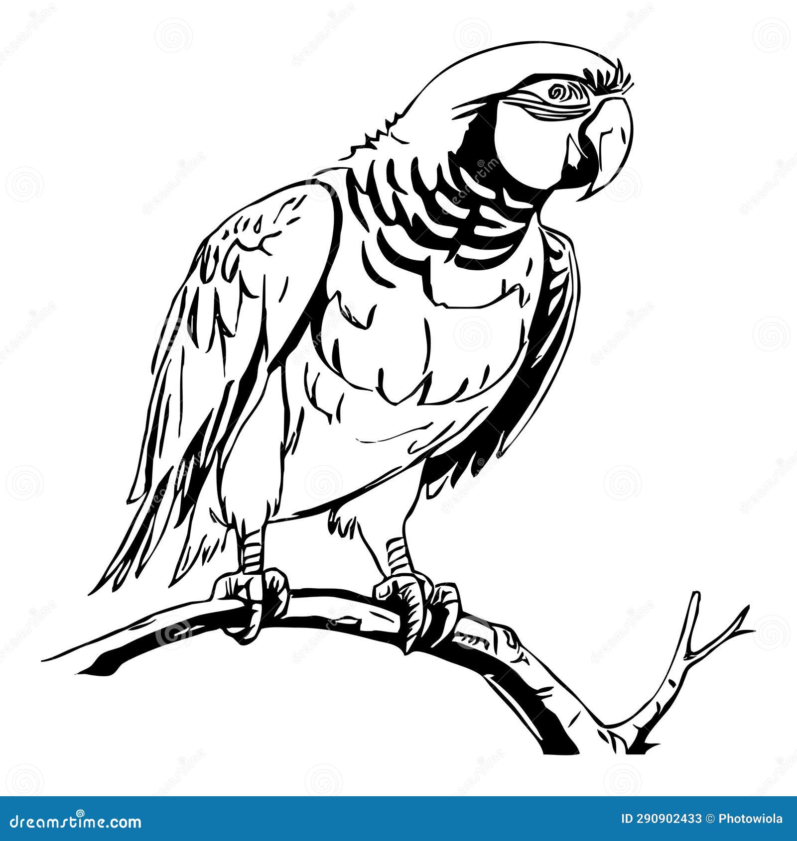 Parrot Black And White Lineart Drawing Illustration. Hand Drawn Lineart ... Parrot Black And White Lineart Drawing Illustration. Hand Drawn Lineart ...