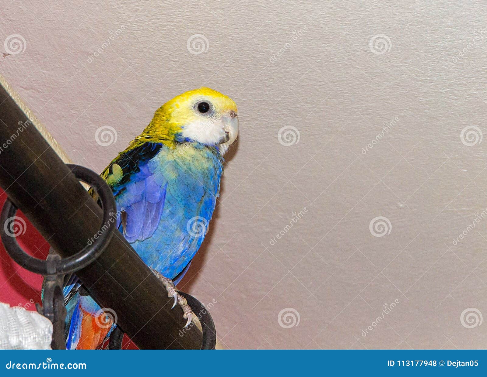 Parrot, blue rosella stock photo. Image of platycercus - 113177948