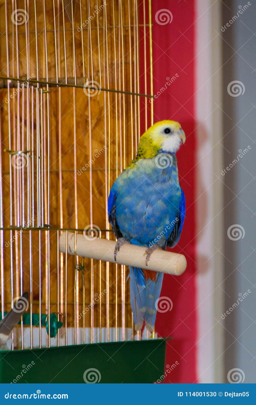 Parrot, blue rosella stock photo. Image of plumage, natural - 114001530