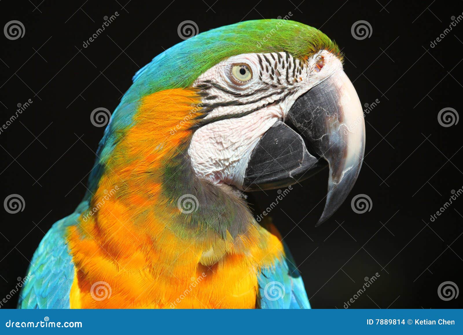 Parrot - Blue Yellow Macaw stock photo. Image of miami - 7889814