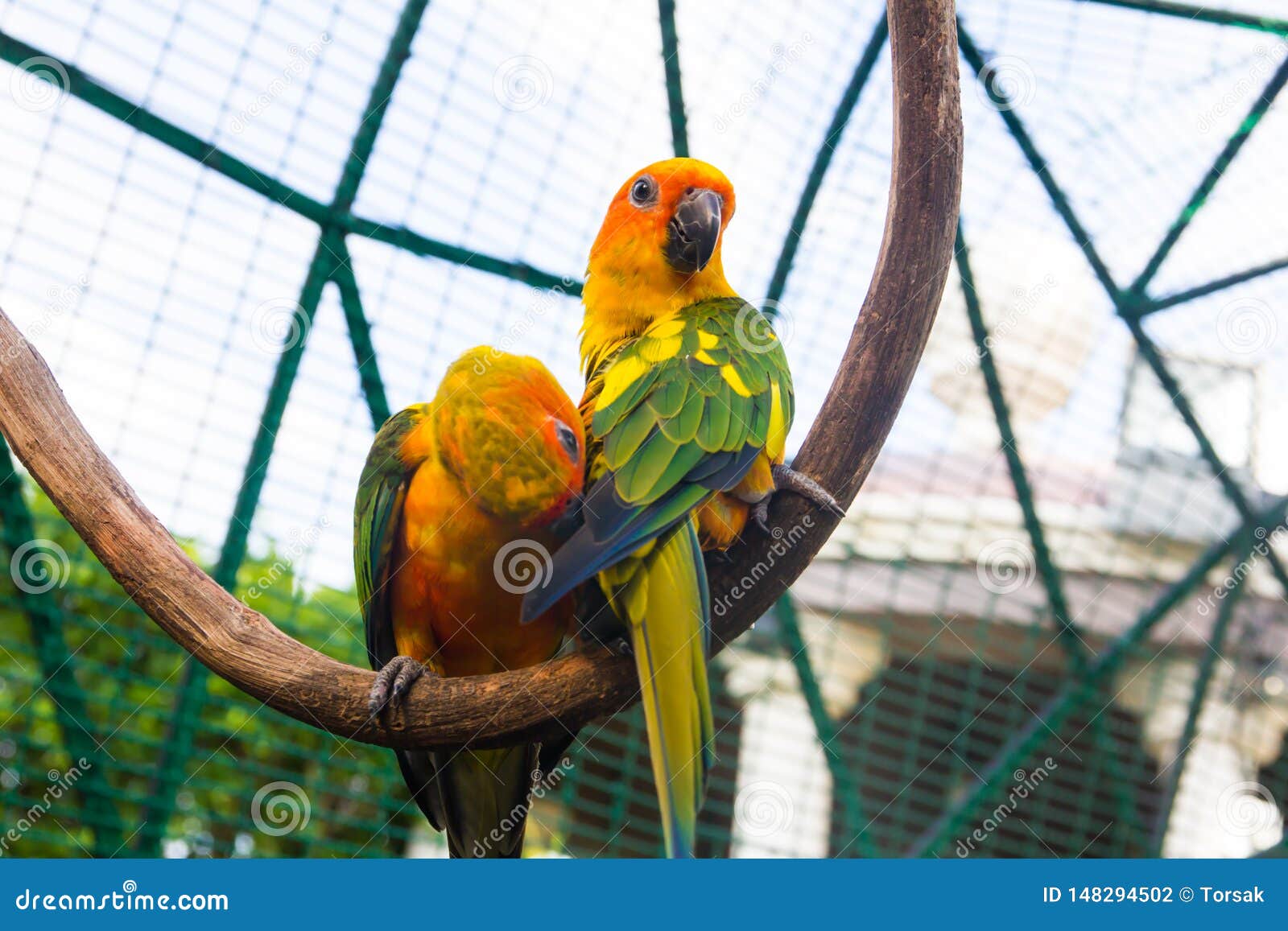 Parrot on a branch stock photo. Image of yellow, orange - 148294502