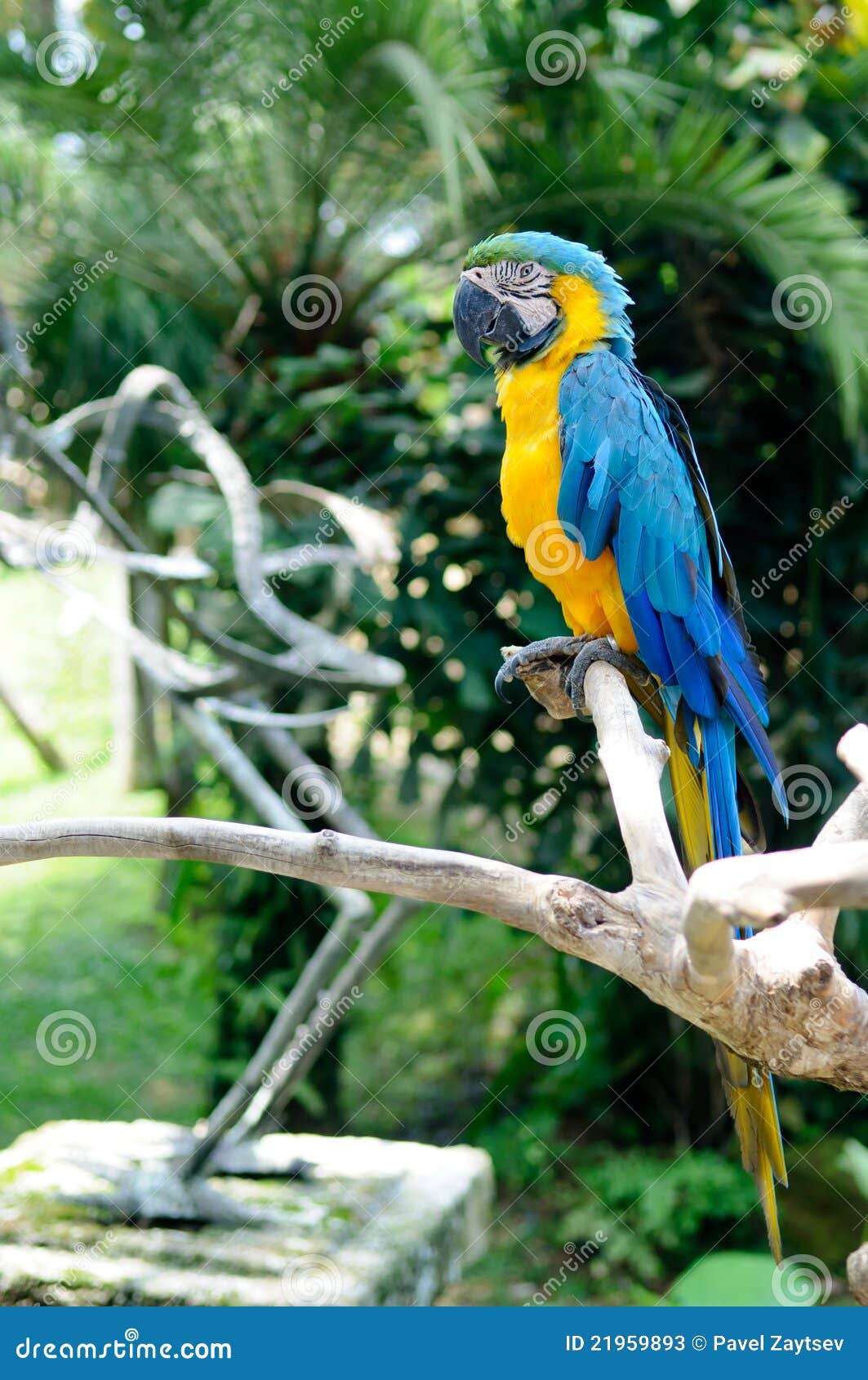 Parrot on the branch stock image. Image of perch, tree - 21959893