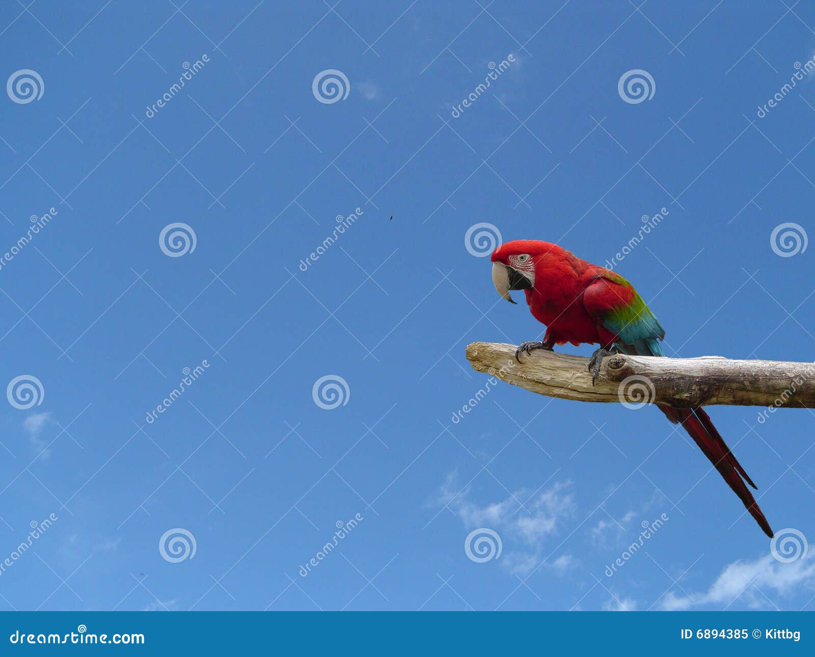 Parrot on a Branch stock image. Image of flight, mammal - 6894385