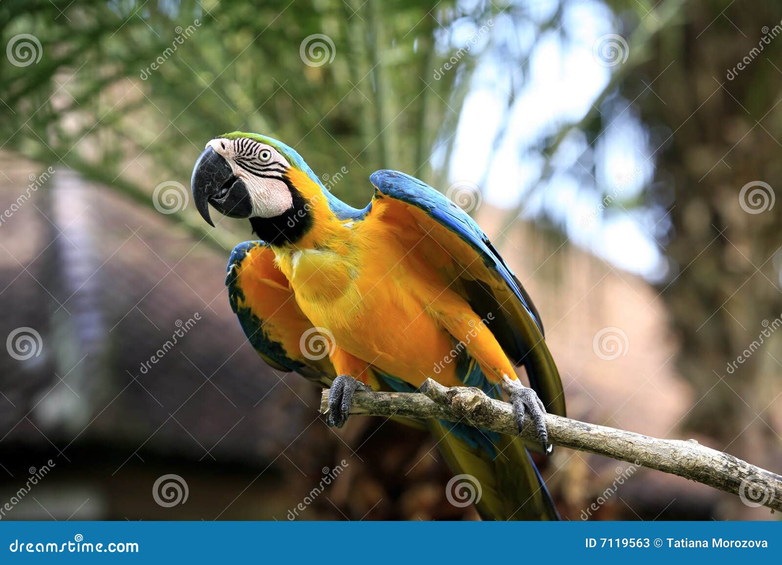 Parrot on a branch stock image. Image of mexico, bolivia - 7119563