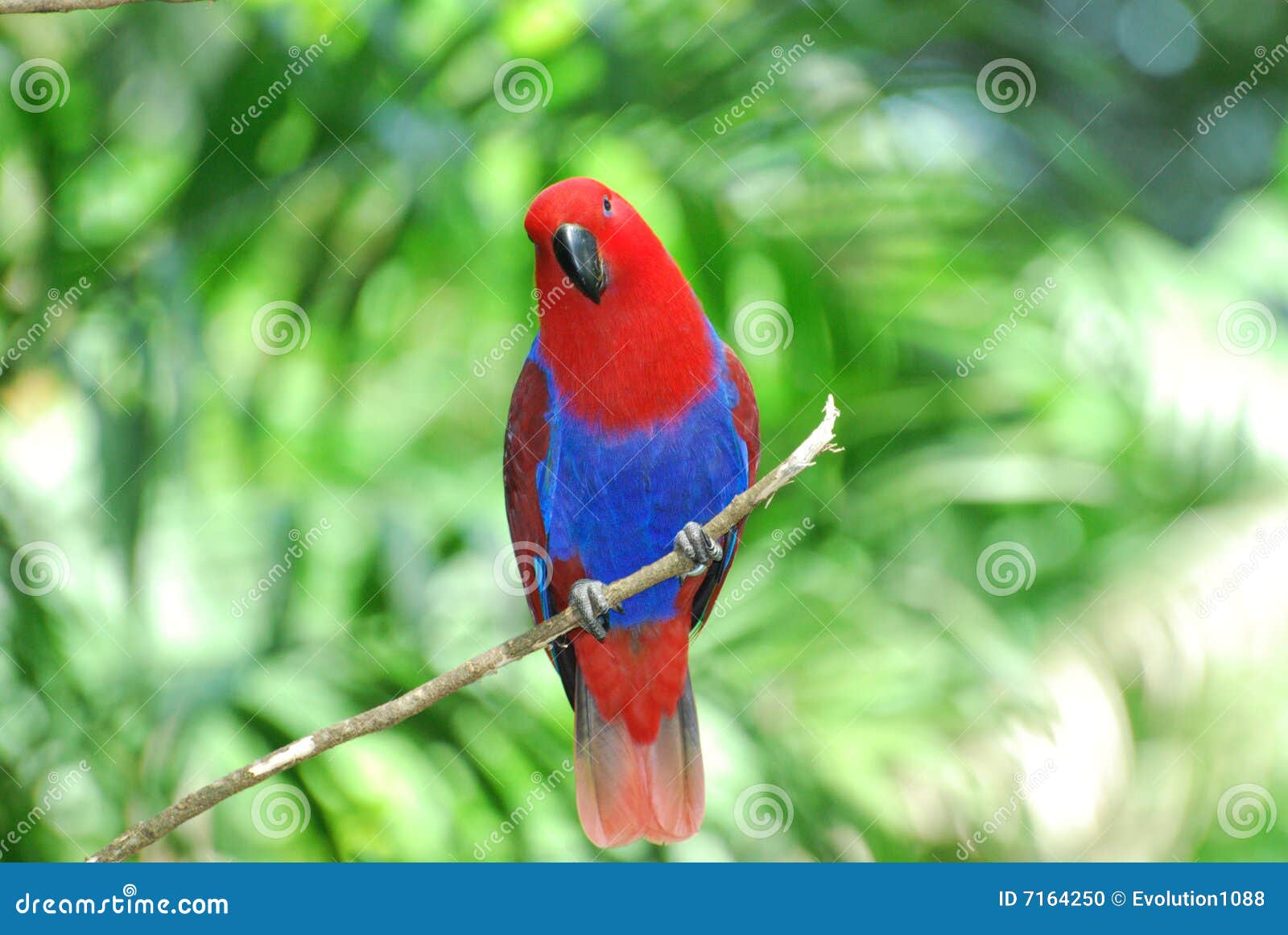 Parrot on a Branch stock photo. Image of perched, bird - 7164250