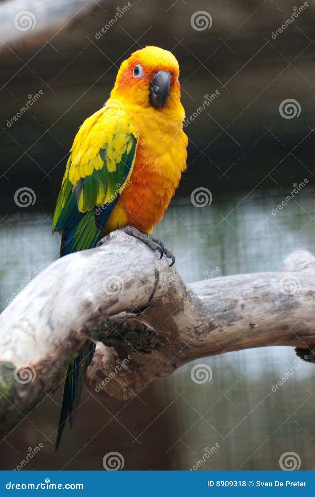 Parrot on a branch stock photo. Image of orange, parrot - 8909318