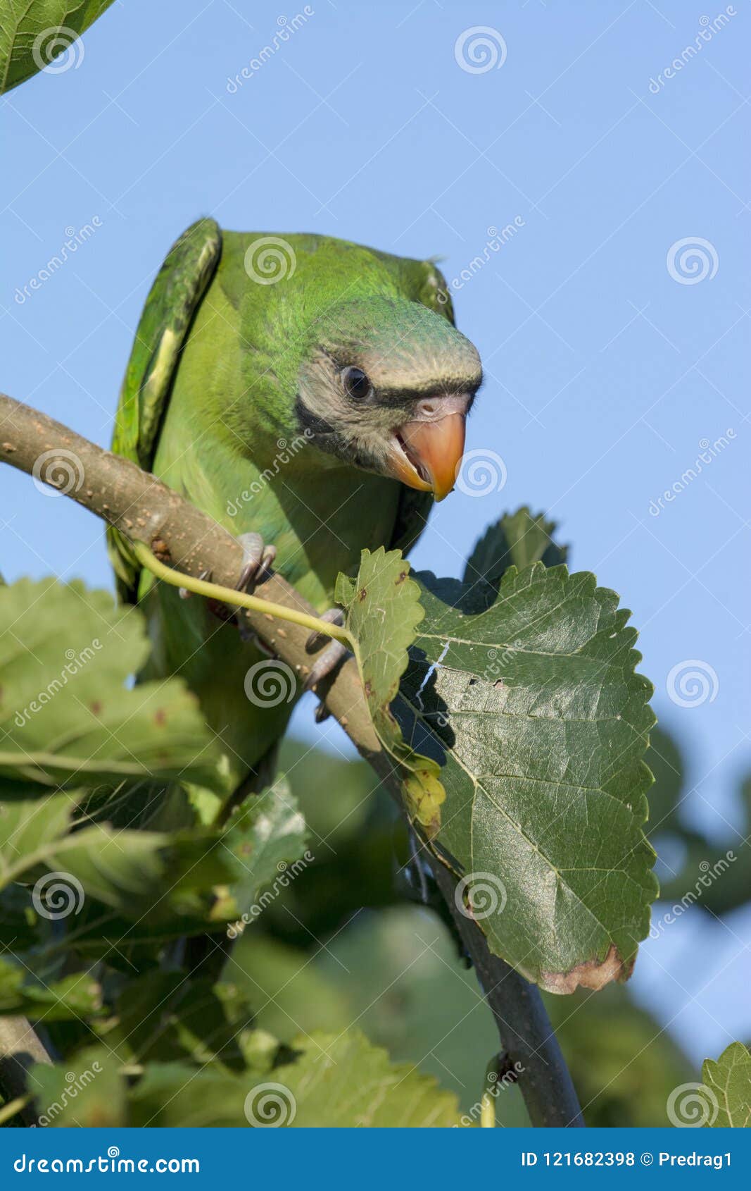 A parrot on a branch stock photo. Image of park, national - 121682398