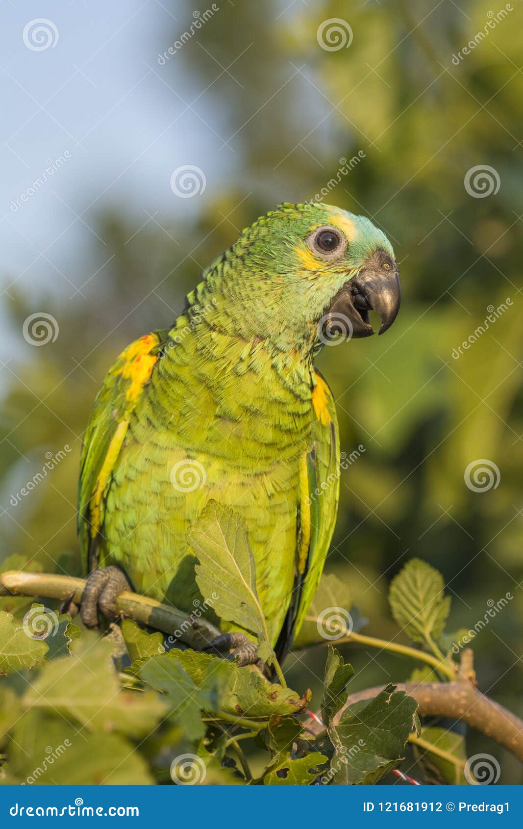 A parrot on a branch stock photo. Image of nest, breeder - 121681912