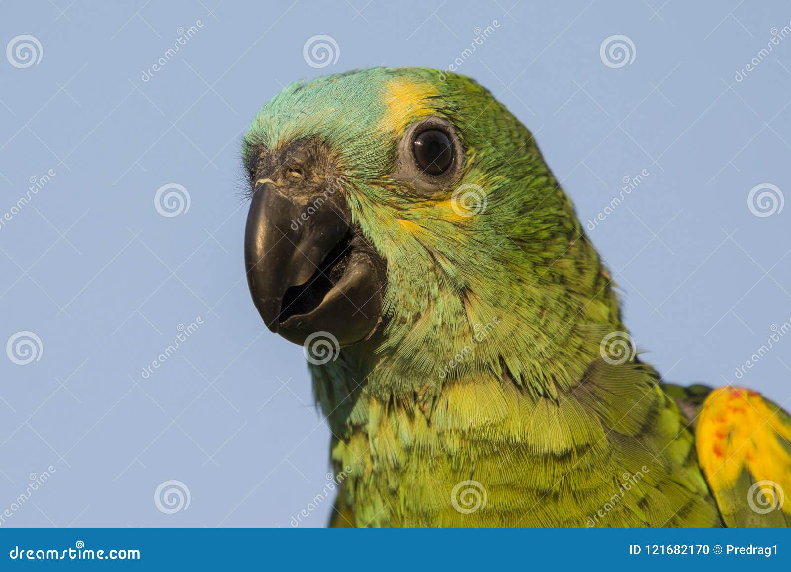 A parrot on a branch stock photo. Image of feather, national - 121682170