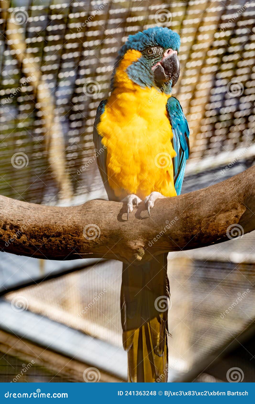 A parrot stock photo. Image of pretty, background, closeup - 241363248