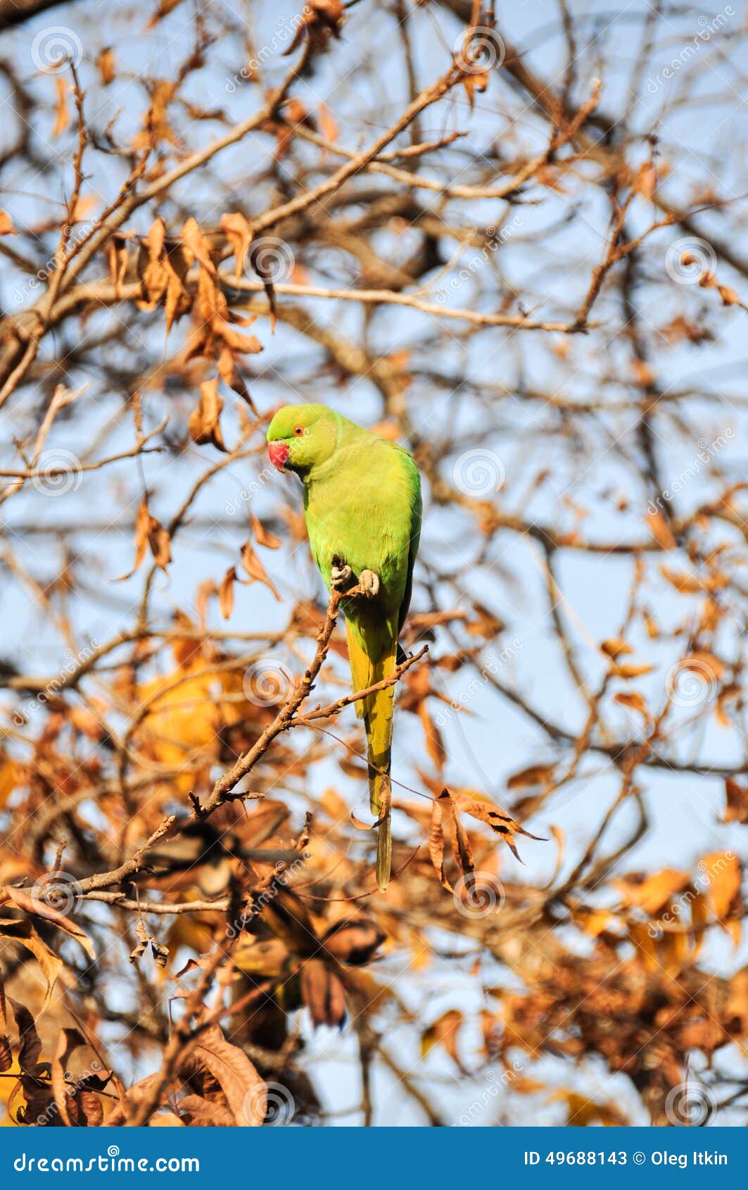 Parrot on a branch stock image. Image of trees, parrot - 49688143