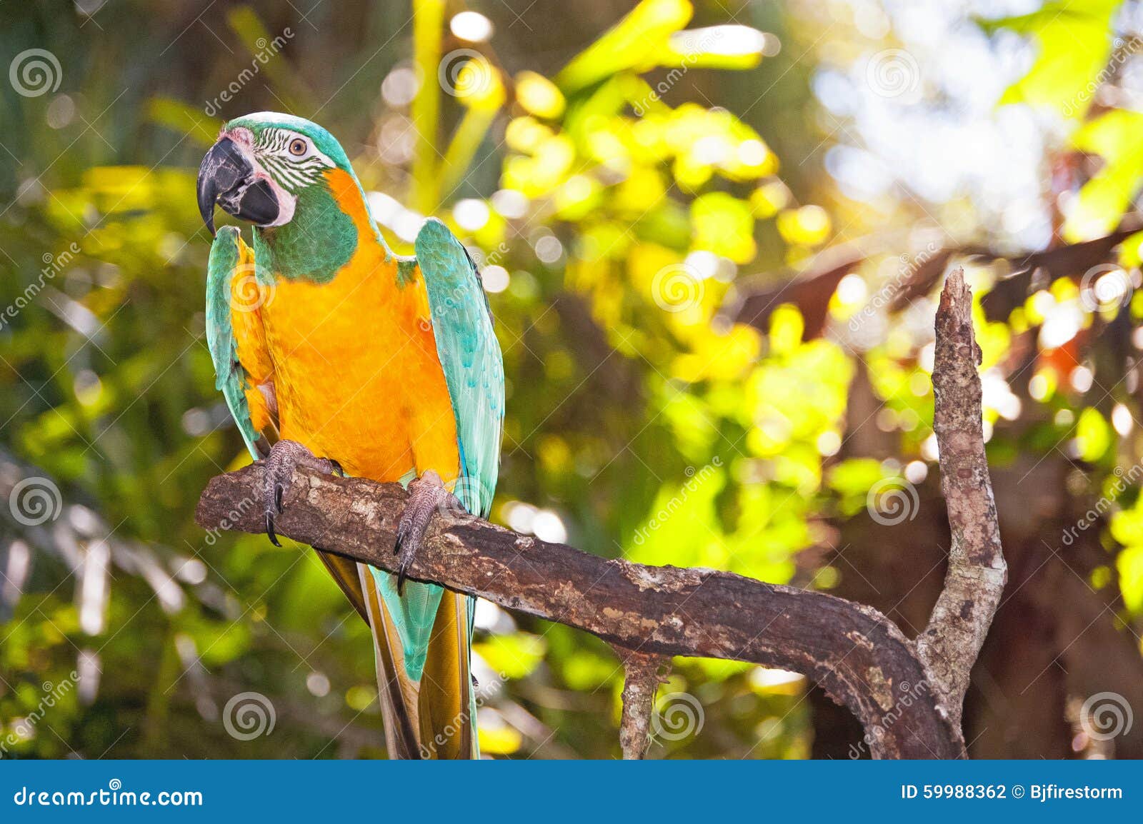 Parrot on Branch stock photo. Image of rainforest, perched - 59988362