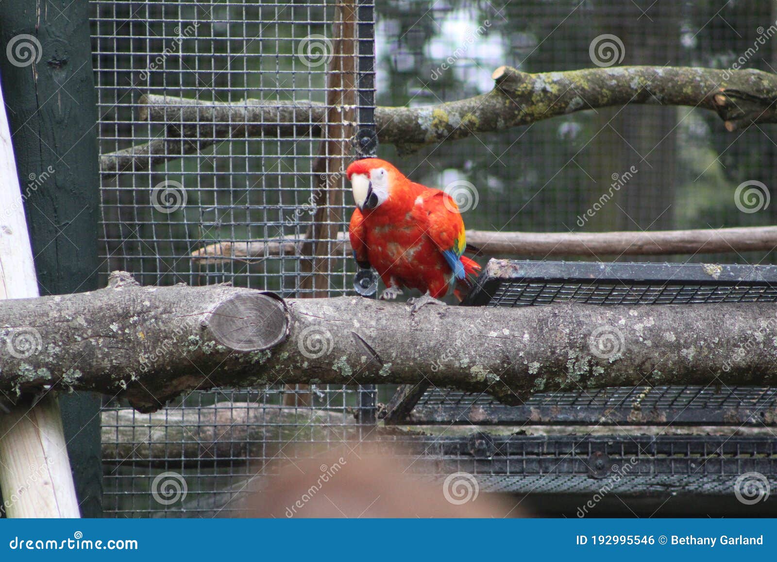 Parrot on a branch stock photo. Image of macaw, budgie - 192995546