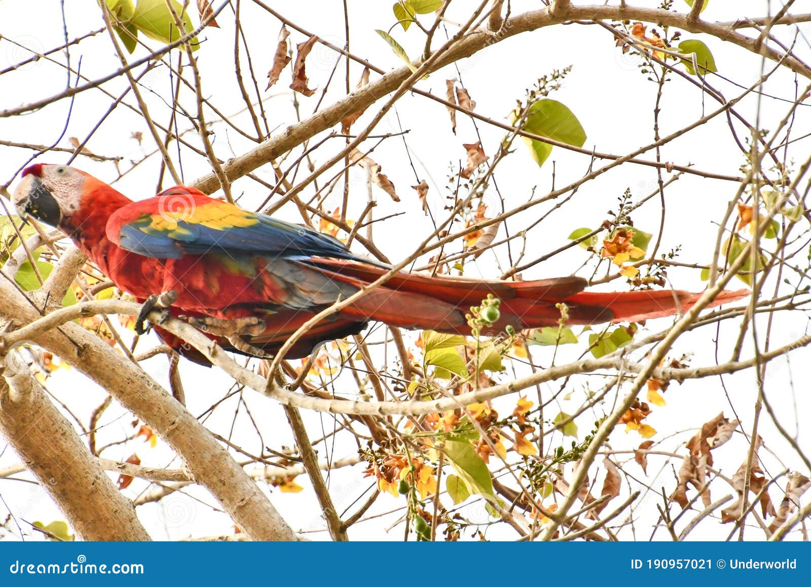 Parrot on a Branch, Photo As a Background Stock Image - Image of ...