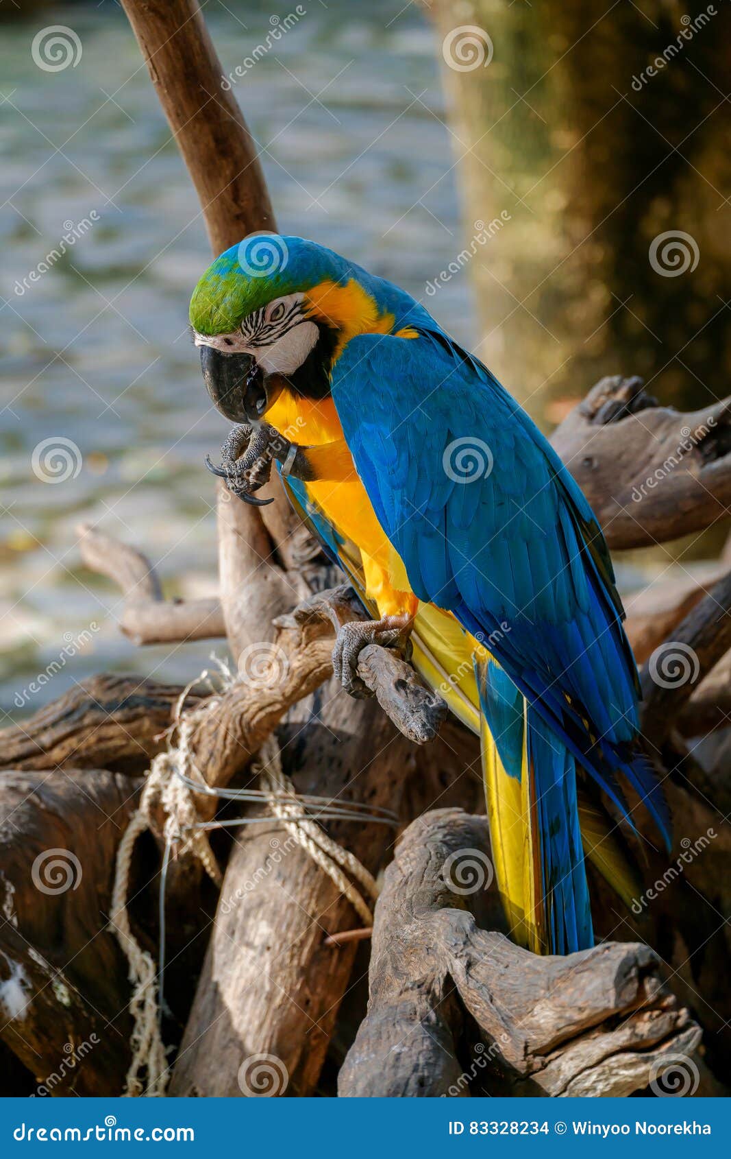 The parrot on a branch. stock photo. Image of beak, cute - 83328234