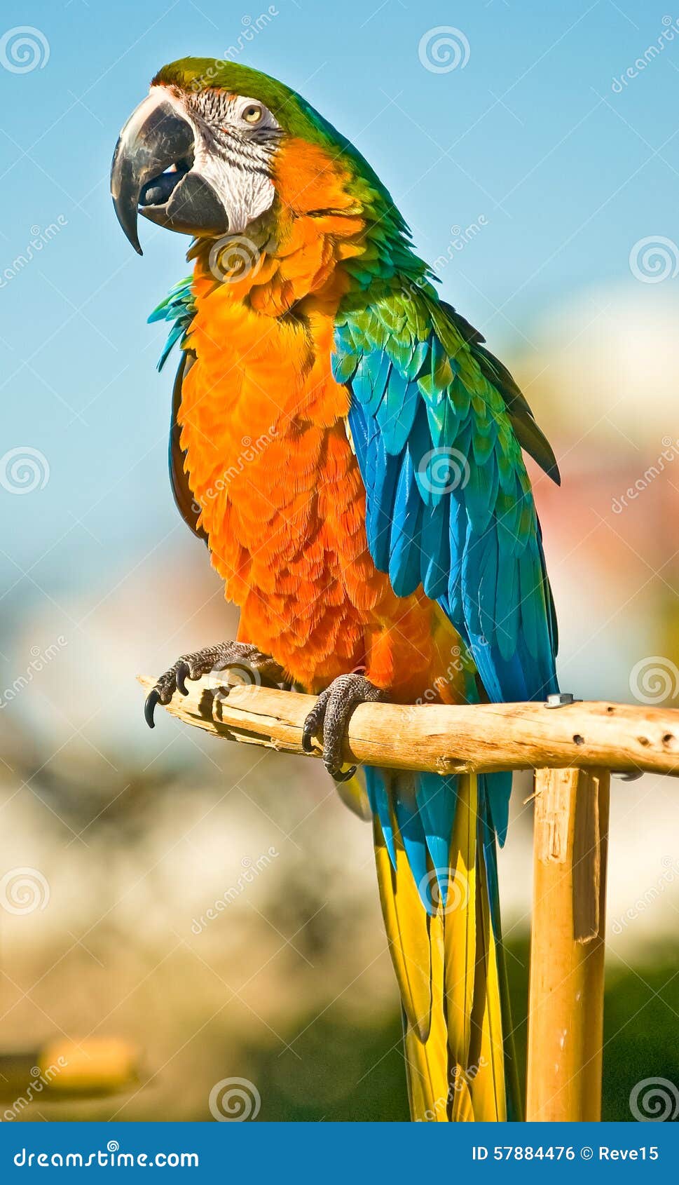 Parrot on branch stock photo. Image of branch, nature - 57884476