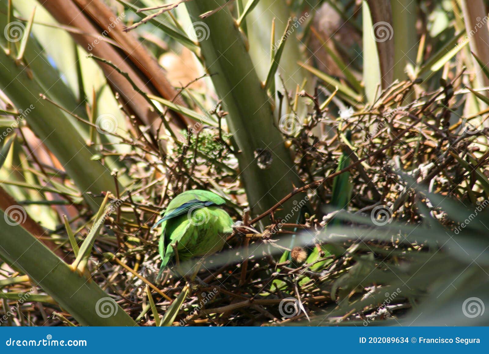 Parrot Building Its Nest with Branches Stock Photo - Image of december ...