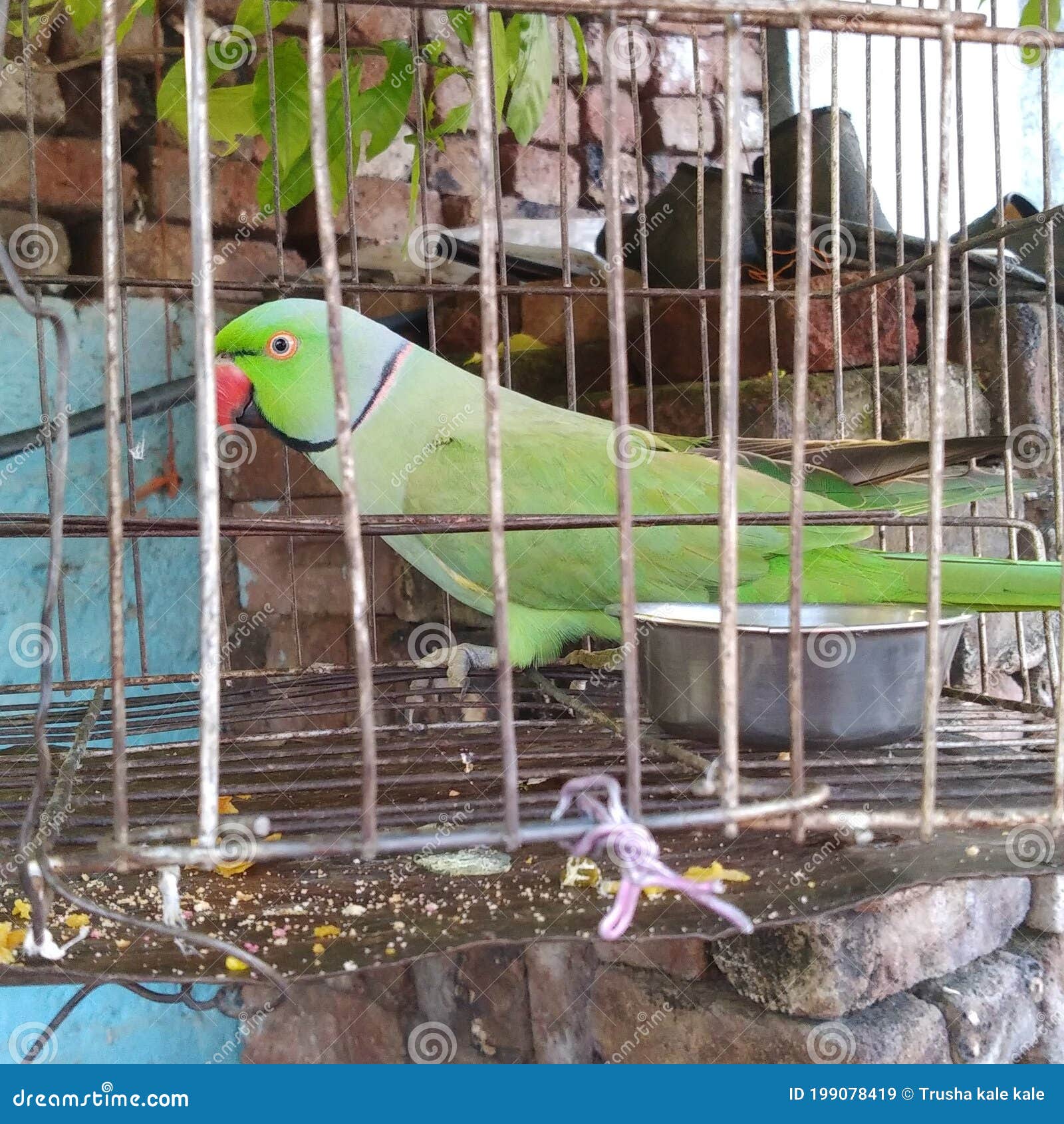 Parrot in cage stock image. Image of pink, bird, garden - 199078419