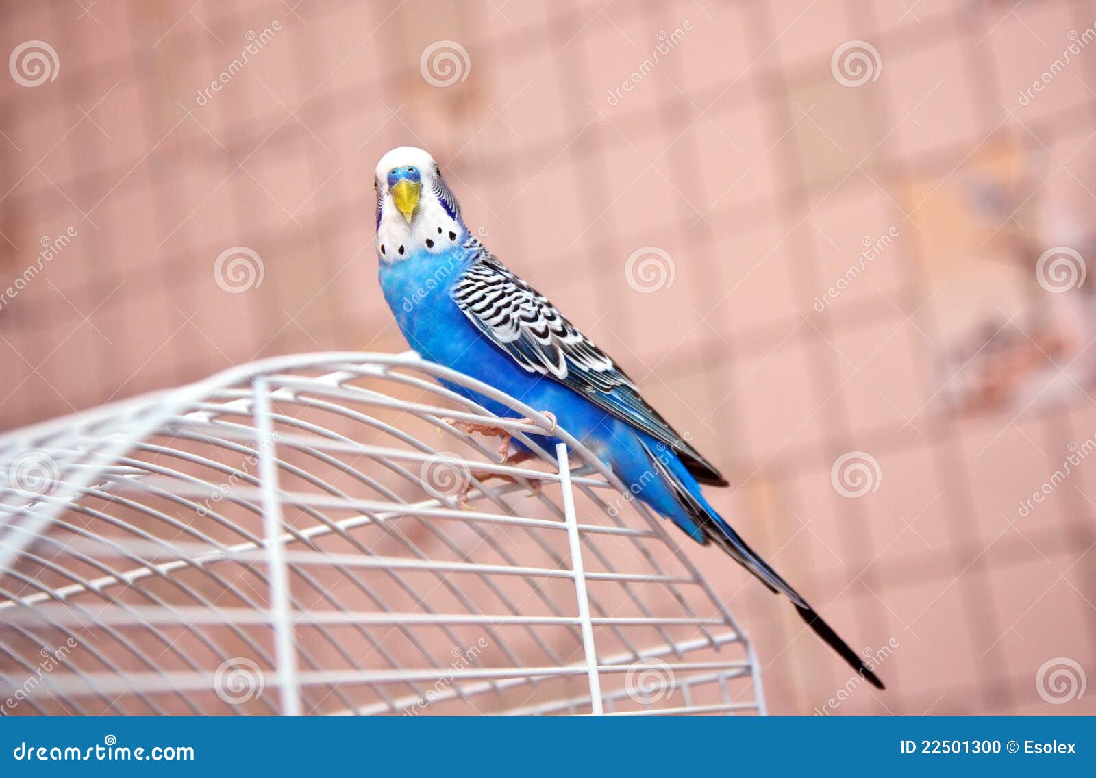 Parrot on a cage stock photo. Image of bedgerigas, blue - 22501300