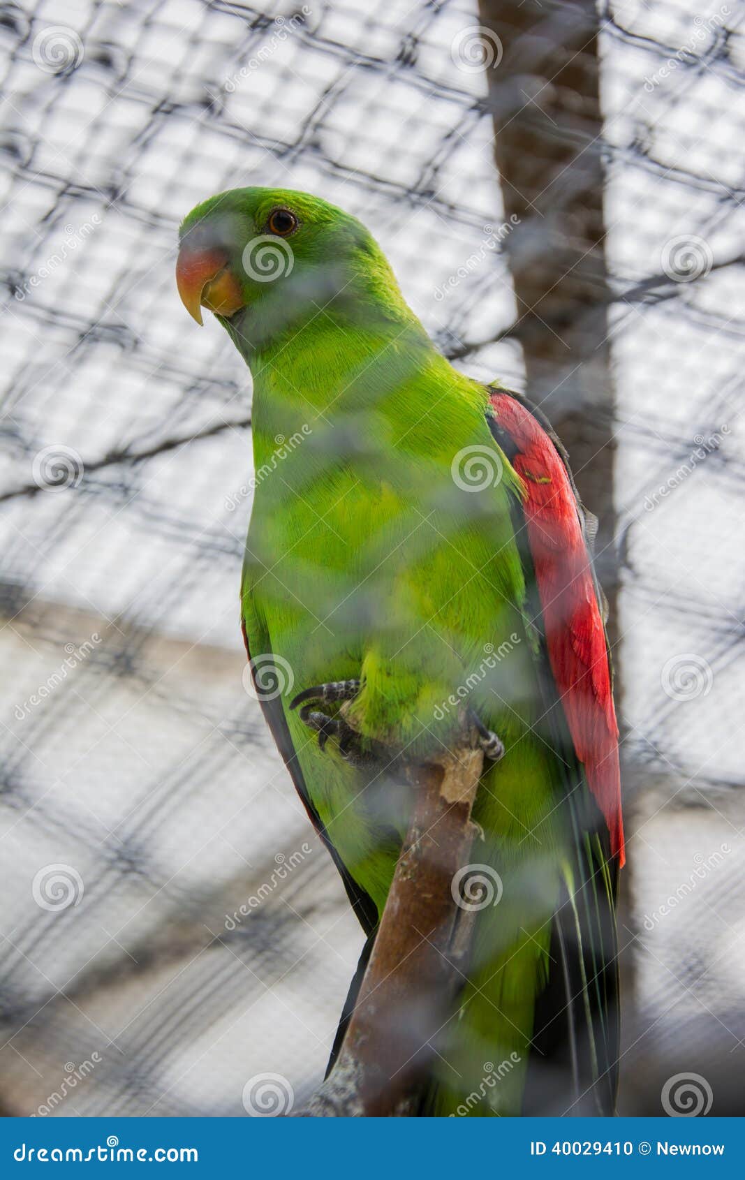 Parrot in cage stock photo. Image of green, animlas, color - 40029410