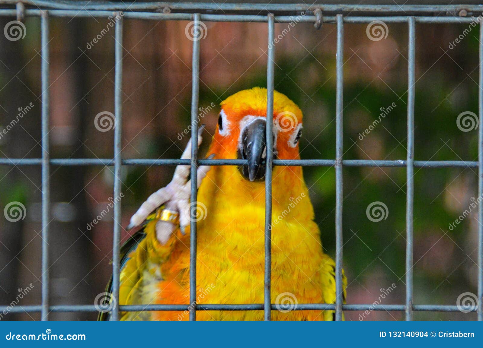 Parrot in a cage stock photo. Image of bird, animal - 132140904