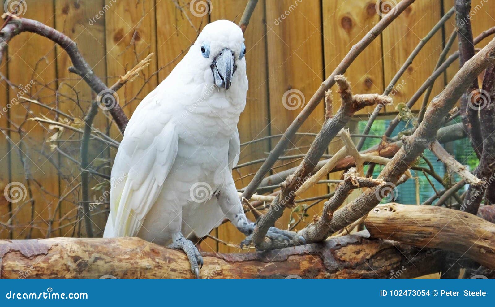 Parrot in a cage in a zoo stock photo. Image of cockatiels - 102473054