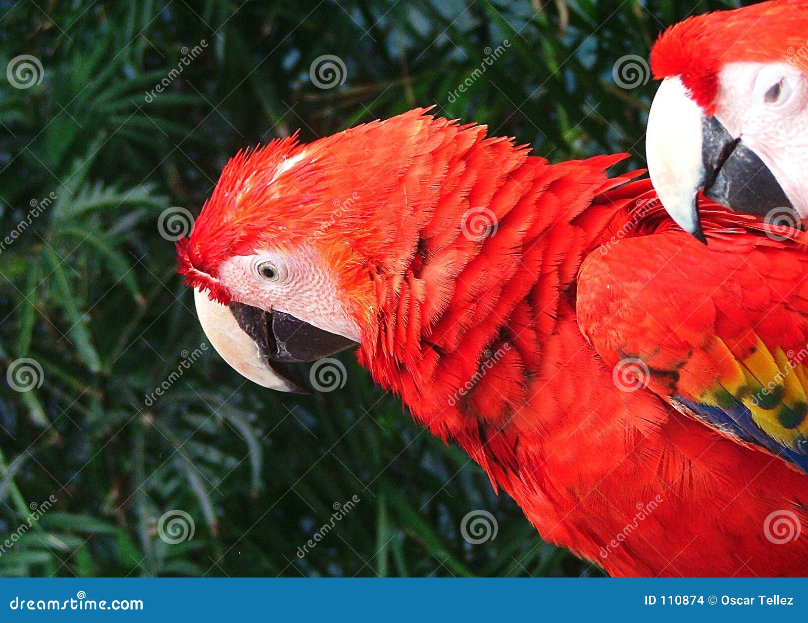 Parrot in cancun stock photo. Image of animal, mexico, bird - 110874