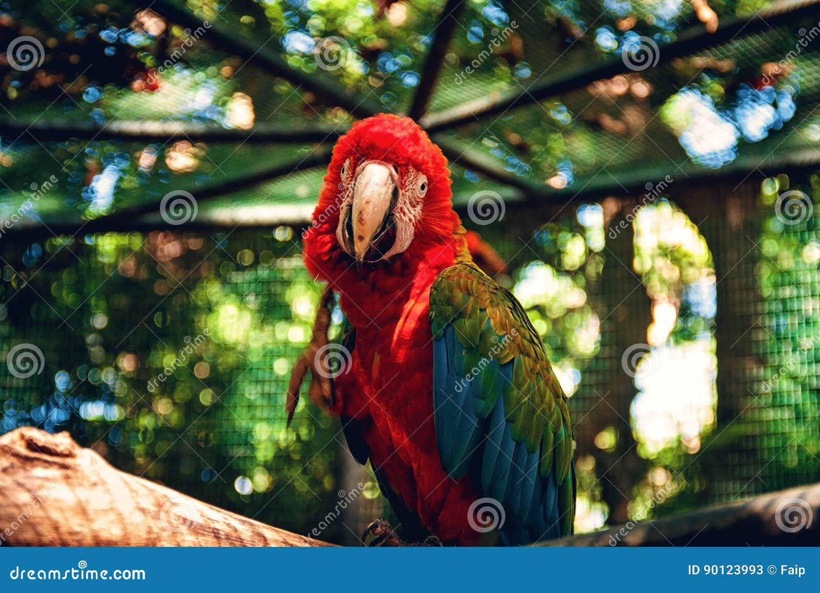 Parrot in Casella Zoo Mauritius Stock Image - Image of casella, branch ...