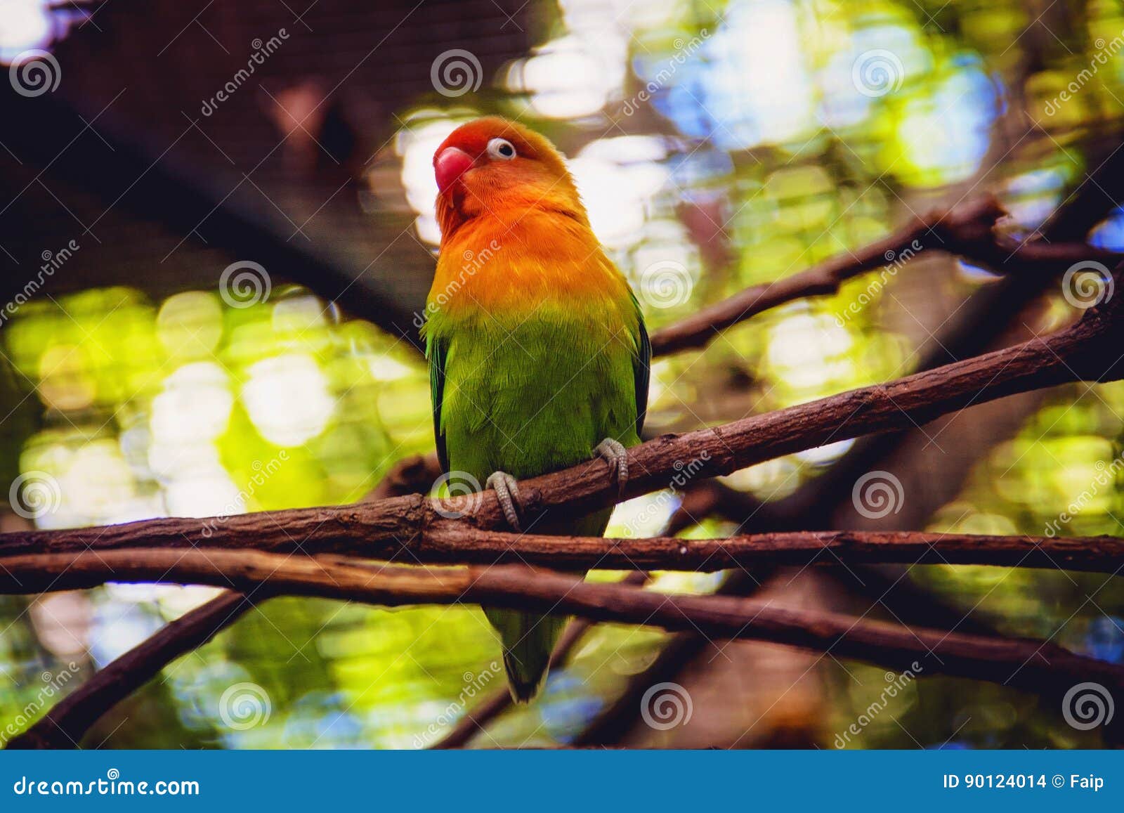 Parrot in Casella Zoo Mauritius Stock Photo - Image of bird, casella ...