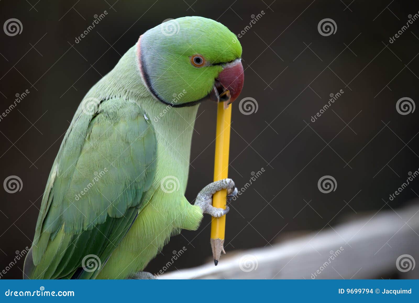 Parrot Chewing Pencil stock photo. Image of parrot, pensive - 9699794