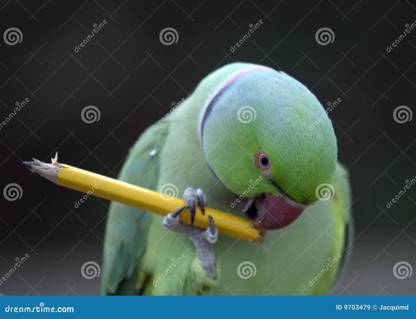 Kea Parrot Chewing On Wood, Bird Sharpening Its Beak, Endangered Animal ...