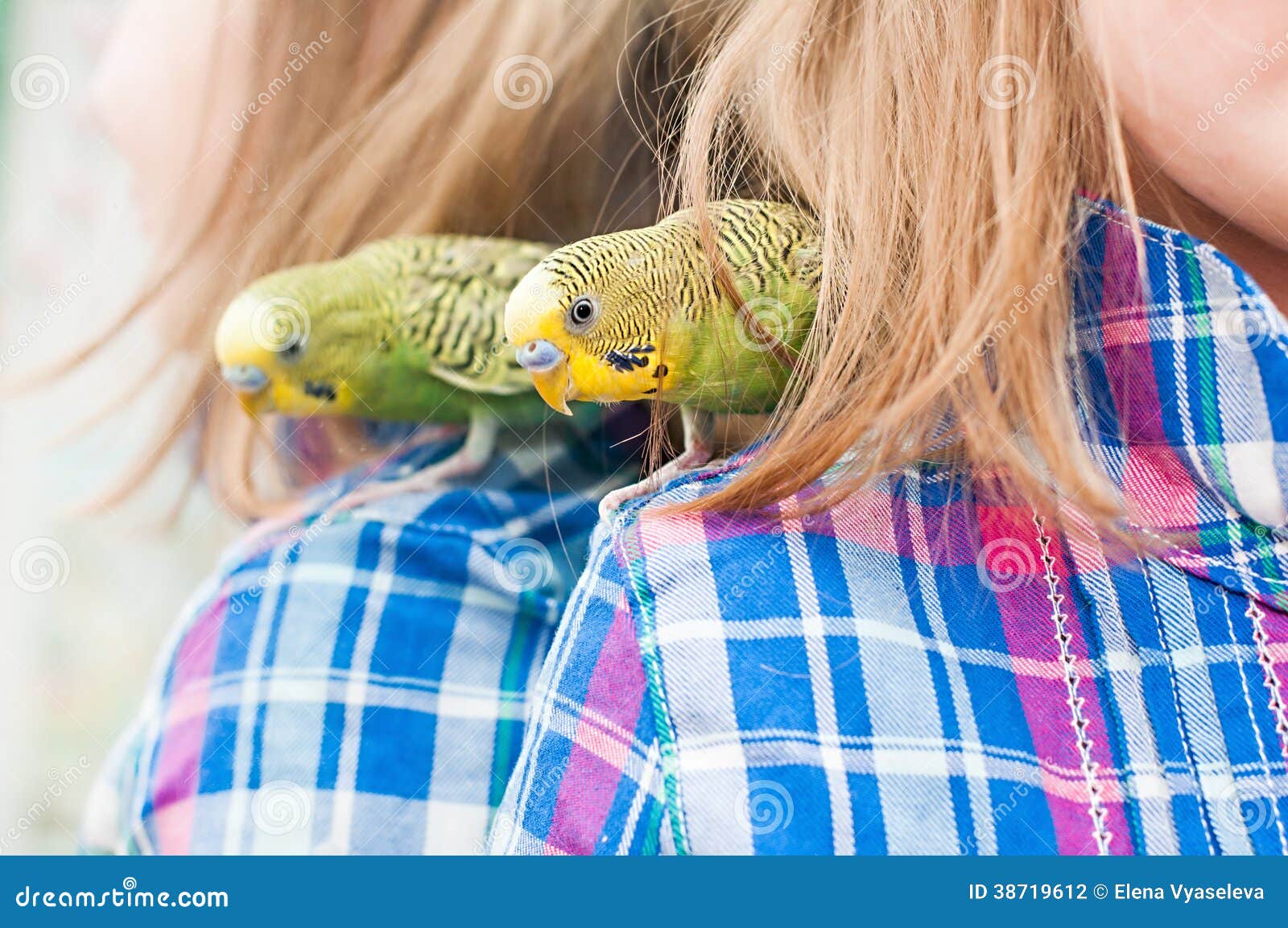 Parrot on child s shoulder stock photo. Image of captivity - 38719612