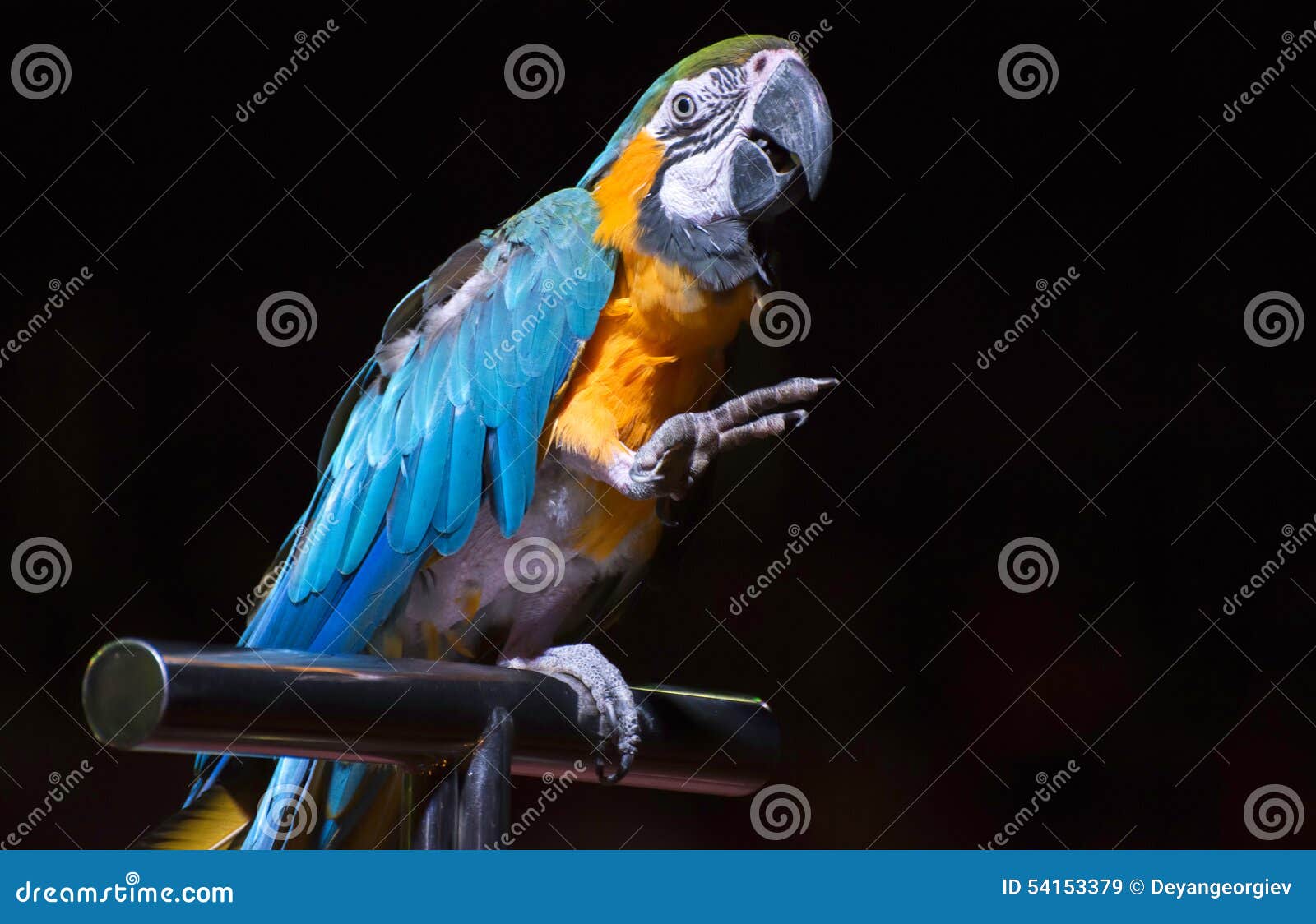 Parrot in the circus stock image. Image of wildlife, colorful - 54153379