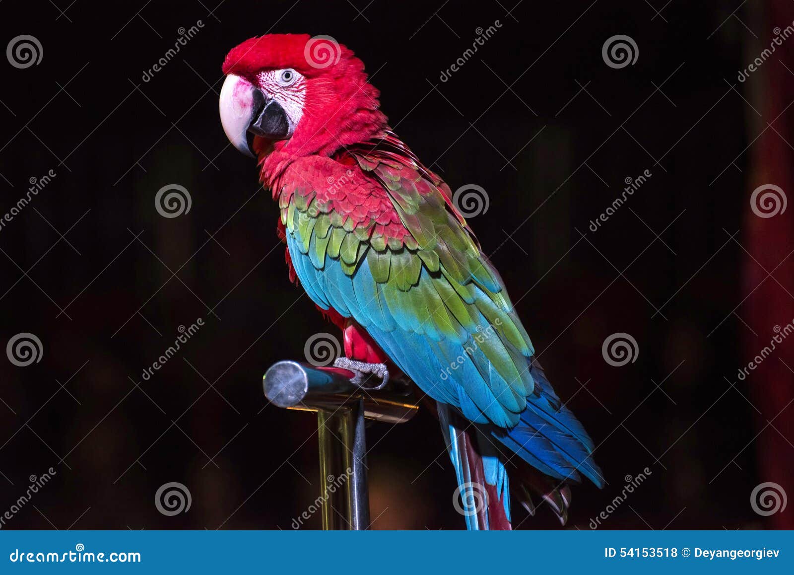 Parrot in the circus stock photo. Image of wing, show - 54153518